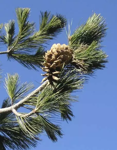 Pinus strobiformis - Conifer - Border Pine, Chihuahua White Pine, Southwestern White Pine