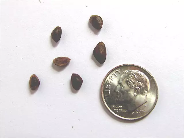 Pinus strobus North Carolina - Conifer - Eastern White Pine, Northern ...