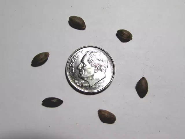 Pinus strobus Minnesota - Conifer - Eastern White Pine, Northern White ...