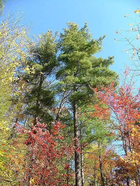 Pinus strobus Minnesota - Conifer - Eastern White Pine, Northern White ...