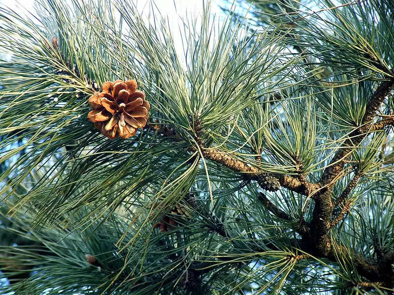 Pinus tabuliformis - Conifer,Medicinal Herbs,Tree,Web page Navigation ...