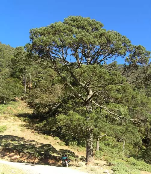 Pinus teocote - Conifer,Tree,Web page Navigation - Aztec Pine, Teocote ...