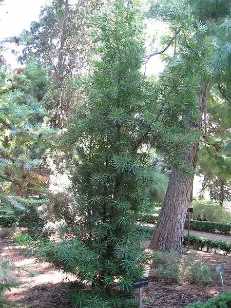Podocarpus macrophyllus 'Maki' - Common Bonsai,Shrub - Southern Yew ...