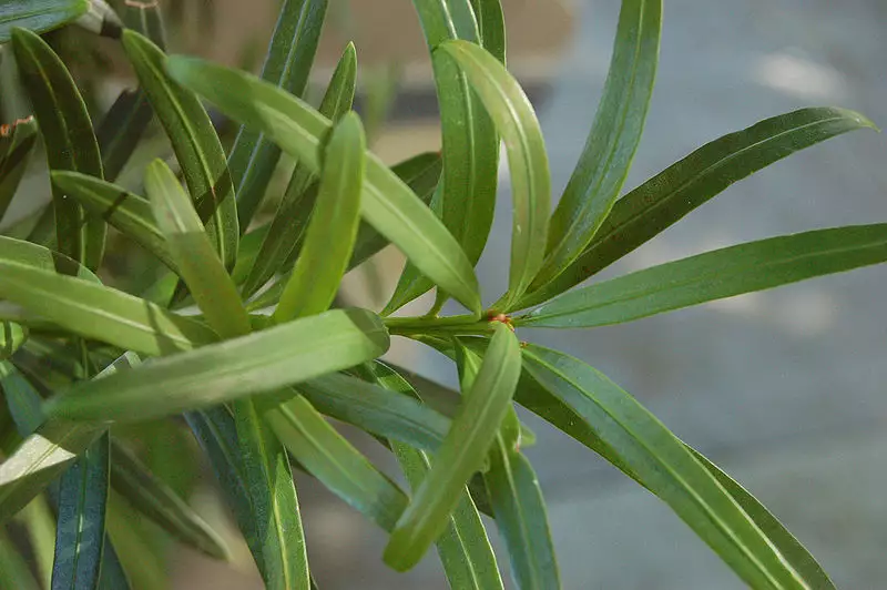 Podocarpus macrophyllus 'Maki' - Common Bonsai,Shrub - Southern Yew ...
