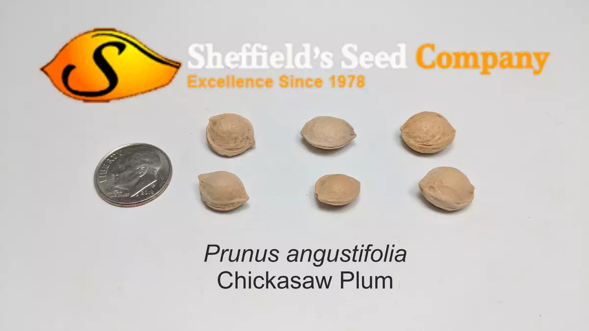 Prunus angustifolia - Flowering Tree - Chickasaw Plum, Sand Plum ...