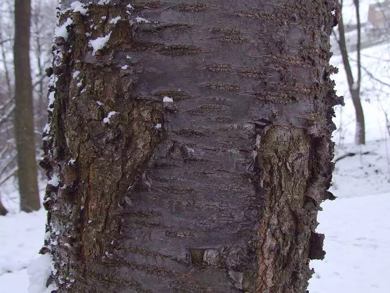 Prunus avium var. Forestry Selection - Hardwood,Tree,Web page ...