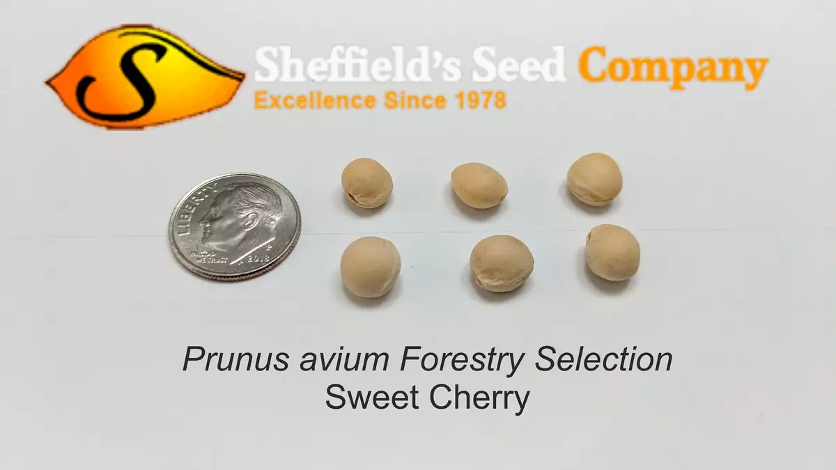 Prunus avium var. Forestry Selection - Hardwood,Tree,Web page ...