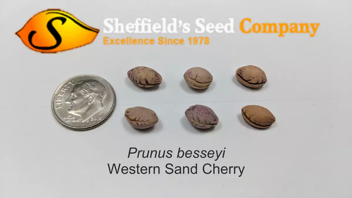 Prunus besseyi - Shrub - Bessey's Plum, Western Sand Cherry