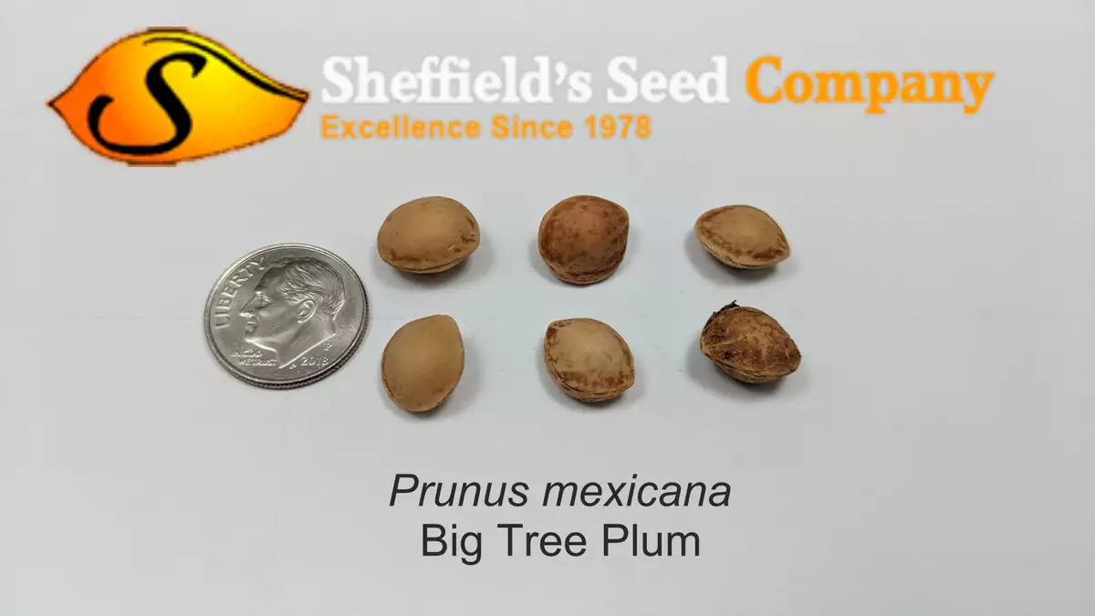 Prunus mexicana - Flowering Tree - Big Tree Plum, Mexican Plum