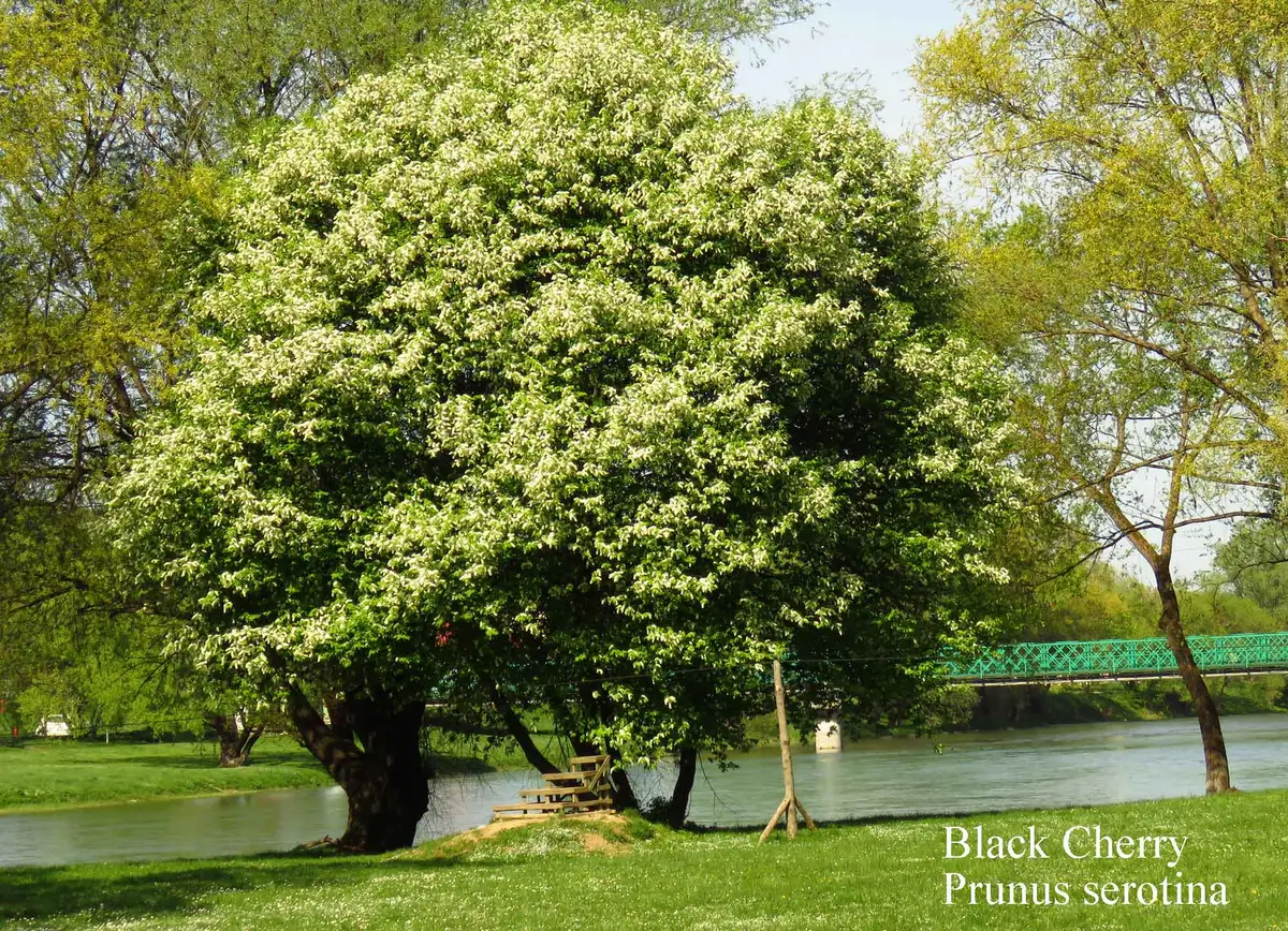 Prunus serotina - Hardwood,Medicinal Herbs - Black Cherry
