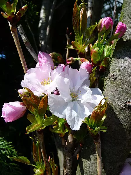 Prunus serrulata 'Spontanea' - Common Bonsai,Flowering Tree - Hill ...