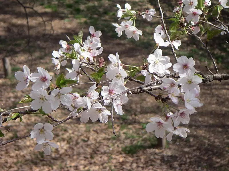 Prunus serrulata - Common Bonsai,Flowering Tree - East Asian Cherry ...