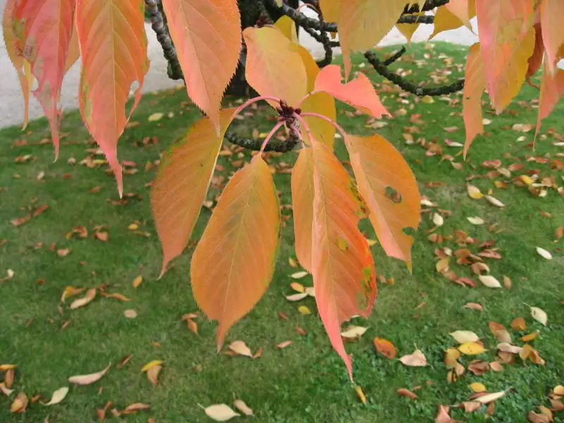 Prunus serrulata - Common Bonsai,Flowering Tree - East Asian Cherry ...