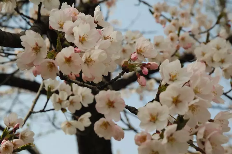 Prunus serrulata 'Spontanea' - Common Bonsai,Flowering Tree - Hill ...