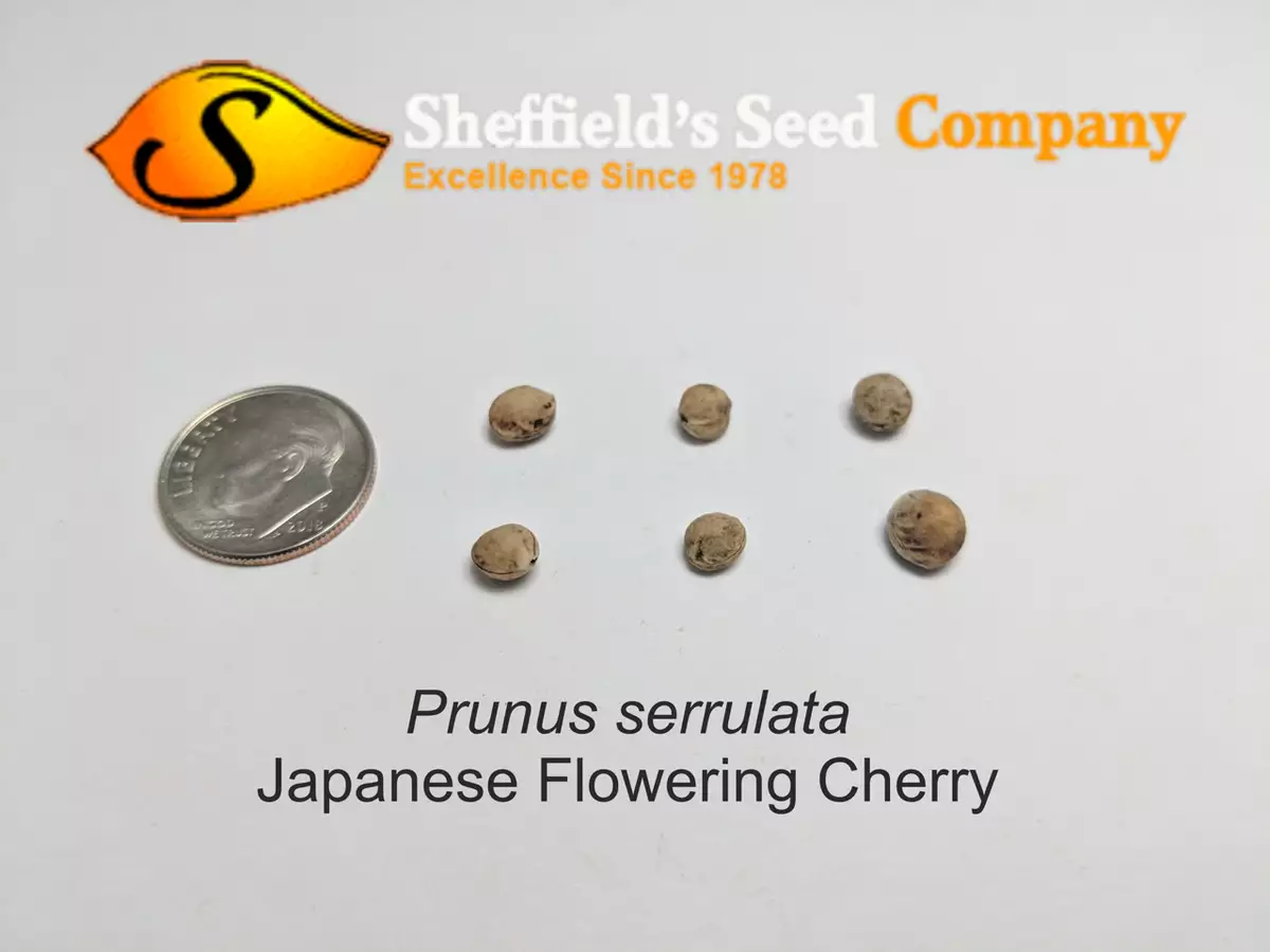 Prunus serrulata - Common Bonsai,Flowering Tree - East Asian Cherry ...