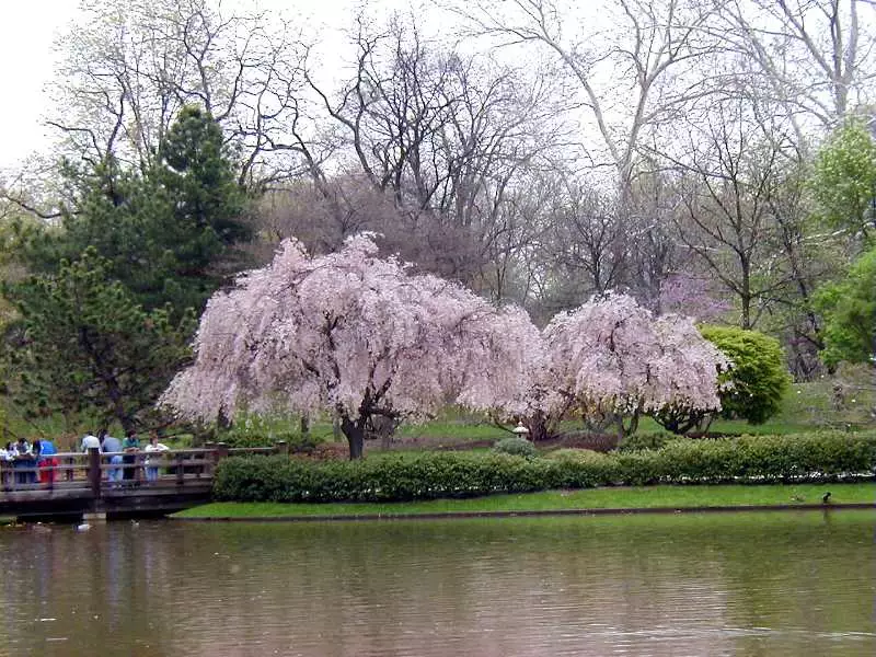 Prunus subhirtella - Common Bonsai,Flowering Tree - Higan Cherry ...