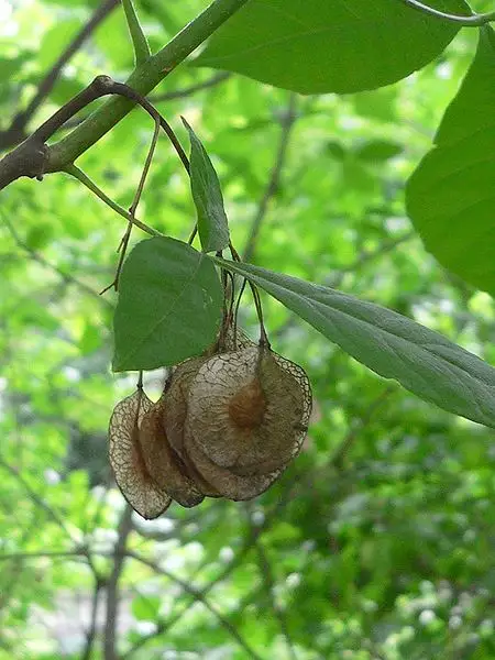 Ptelea trifoliata - Medicinal Herbs,Web page Navigation - Common ...
