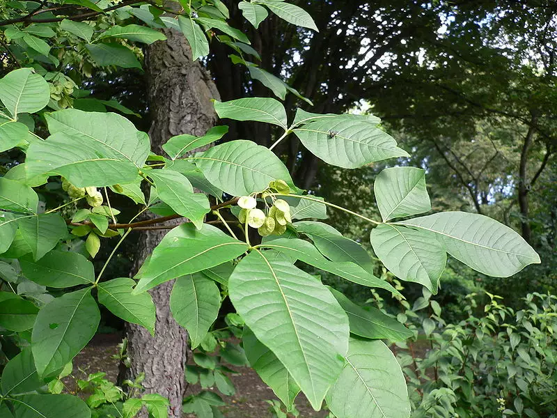 Ptelea trifoliata - Medicinal Herbs,Web page Navigation - Common ...