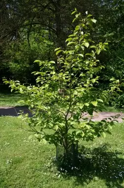 Pterostyrax corymbosus - Deciduous - Little Epaulette Tree