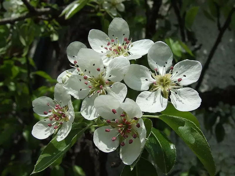 Pyrus Communis Tree