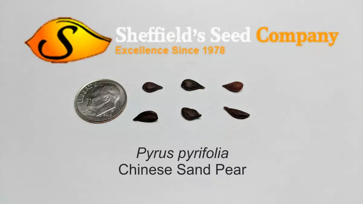Pyrus pyrifolia - Flowering Tree - Asian Pear, Chinese Pear, Chinese ...
