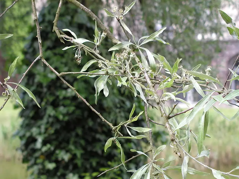 Pyrus salicifolia - Flowering Tree - Willowleaf Pear