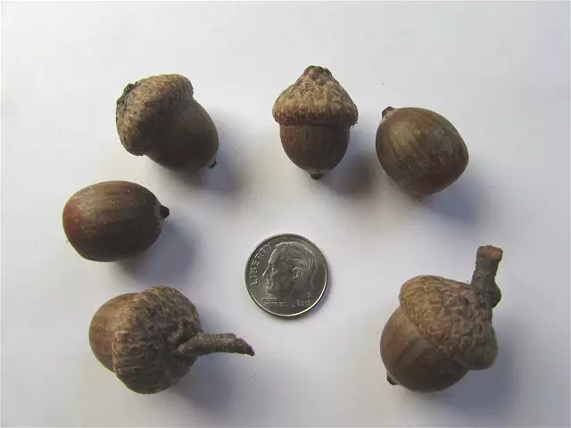 Quercus acerifolia - Web page Navigation - Mapleleaf Oak