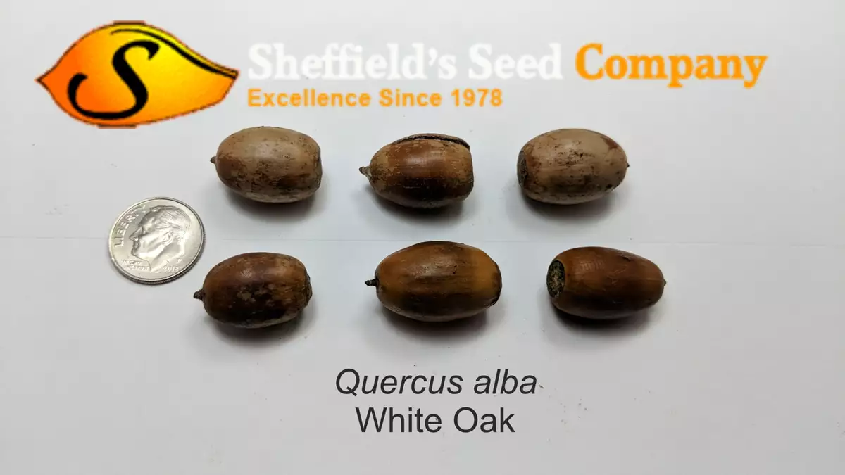 Quercus alba - Deciduous,Hardwood,Shade Tree - White Oak