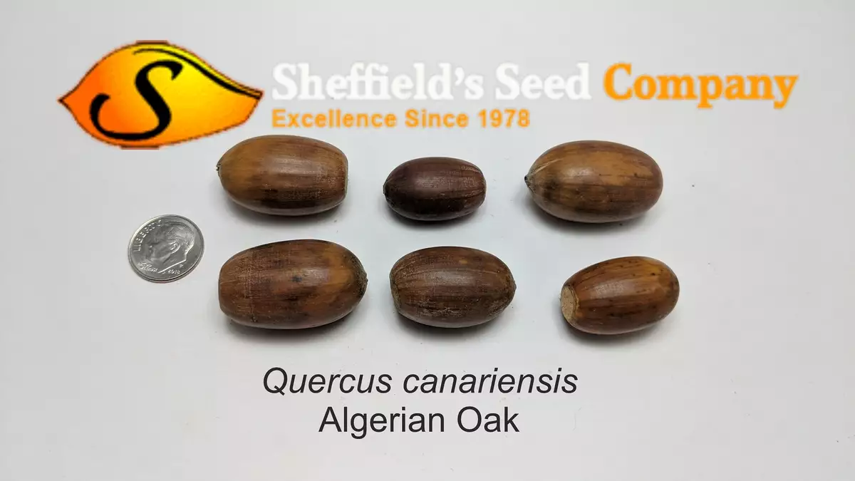 Quercus canariensis - Hardwood - Algerian Oak, Mirbeck's Oak