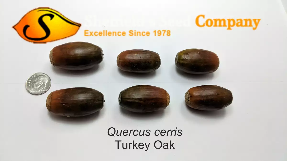 Quercus cerris - Common Bonsai,Deciduous,Hardwood,Shade Tree - European ...