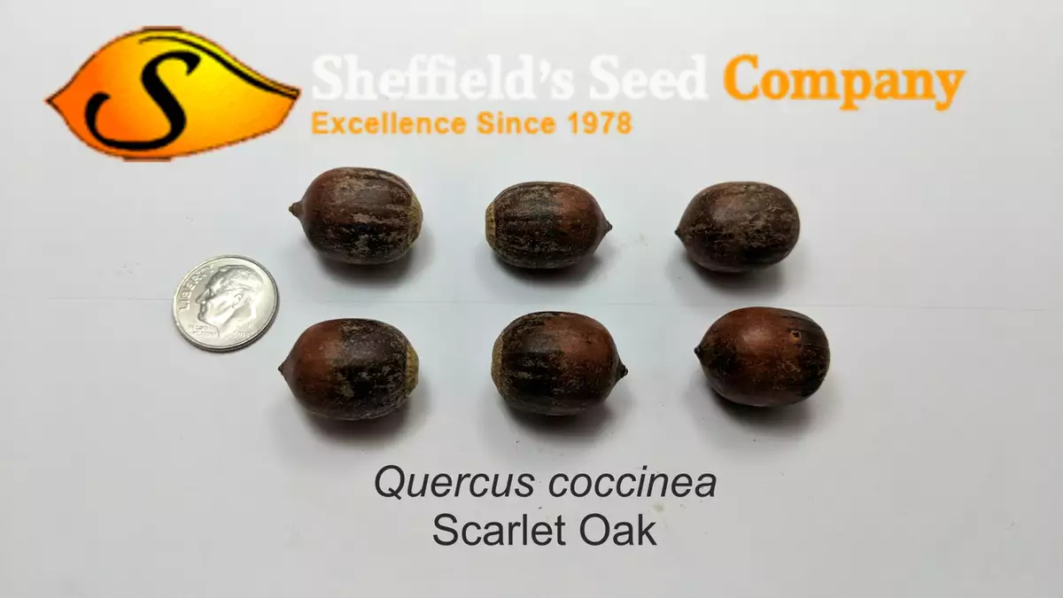 Quercus coccinea - Deciduous,Hardwood,Medicinal Herbs - Scarlet Oak