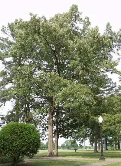 Quercus falcata - Deciduous,Hardwood,Shade Tree - Southern Red Oak ...