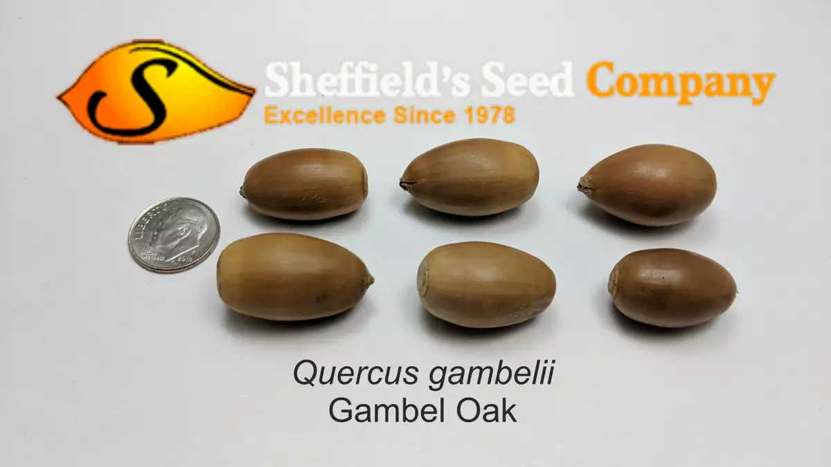 Quercus gambelii - Common Bonsai,Hardwood - Gambel Oak, Gambells Oak ... Quercus gambelii - Common Bonsai,Hardwood - Gambel Oak, Gambells Oak ...