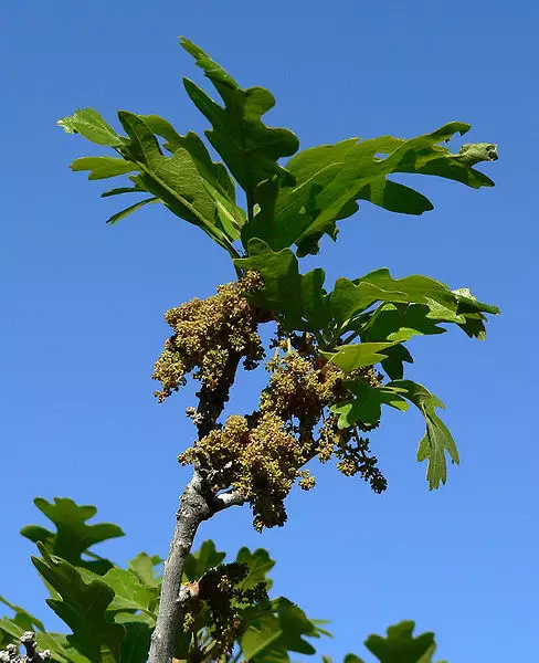 Quercus gambelii - Common Bonsai,Hardwood - Gambel Oak, Gambells Oak ...