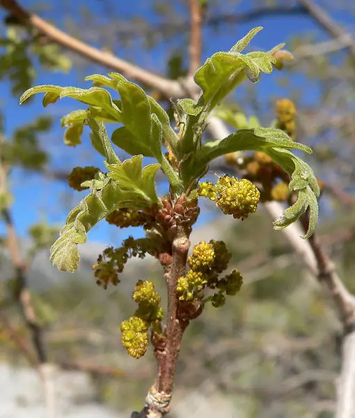 Quercus gambelii - Common Bonsai,Hardwood - Gambel Oak, Gambells Oak ...
