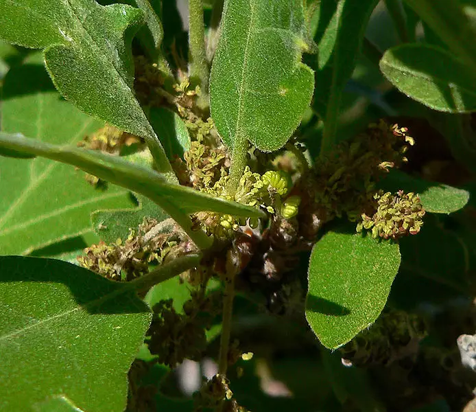 Quercus gambelii - Common Bonsai,Hardwood - Gambel Oak, Gambells Oak ...