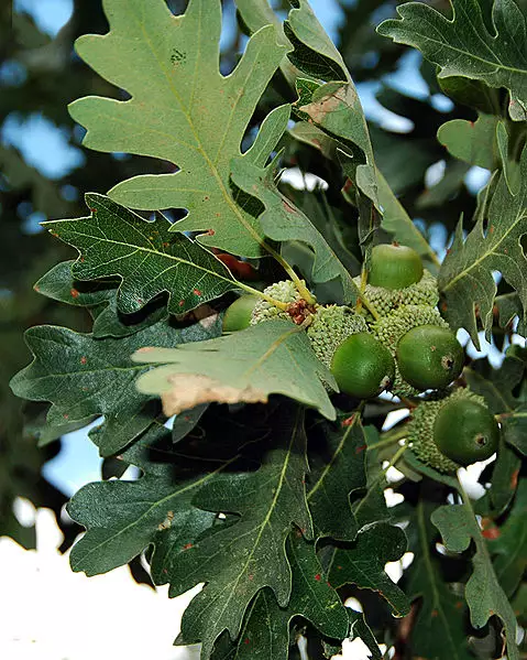 Quercus gambelii - Common Bonsai,Hardwood - Gambel Oak, Gambells Oak ...