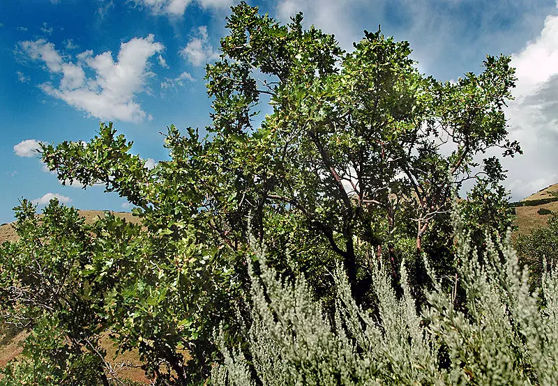 Quercus gambelii - Common Bonsai,Hardwood - Gambel Oak, Gambells Oak ...