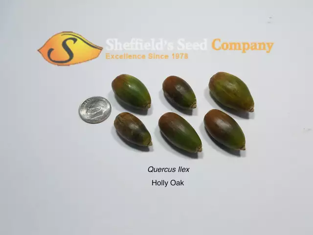 Sheffield's Seed Company