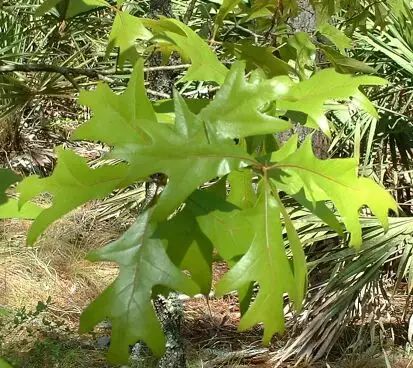 Quercus laevis - Hardwood - Turkey Oak