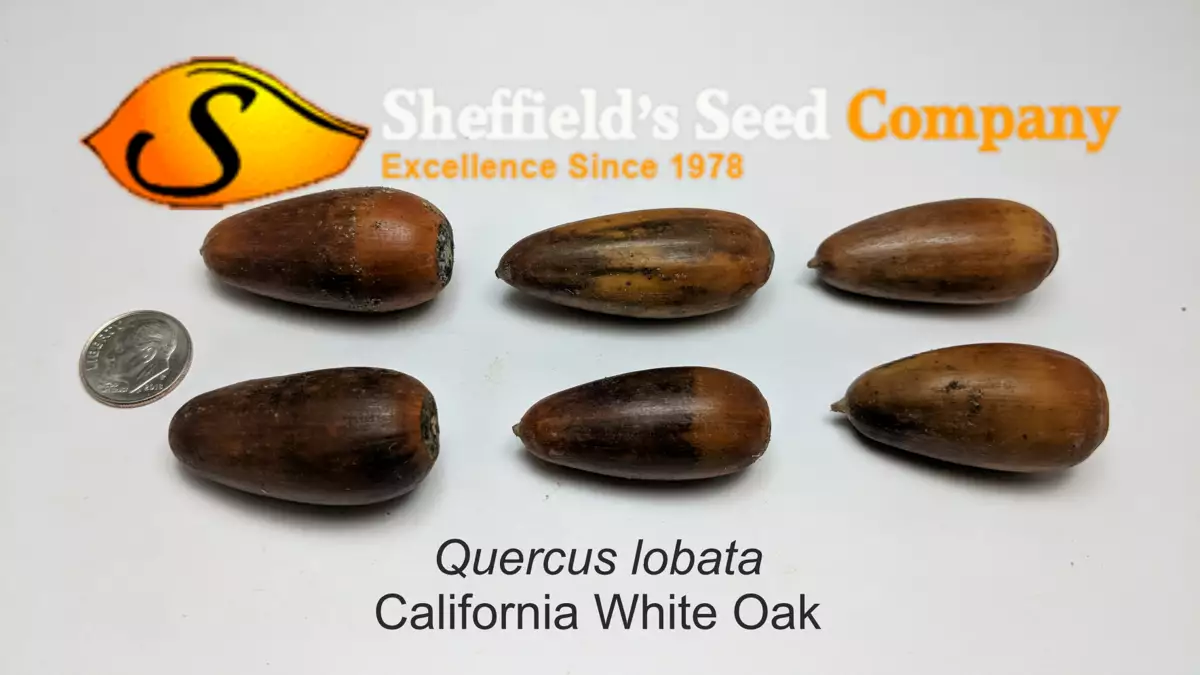 Quercus lobata - Common Bonsai,Hardwood - California White Oak, Valley Oak