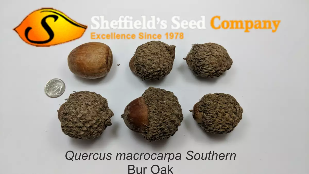 Quercus macrocarpa Southern - Deciduous,Hardwood,Shade Tree - Bur Oak