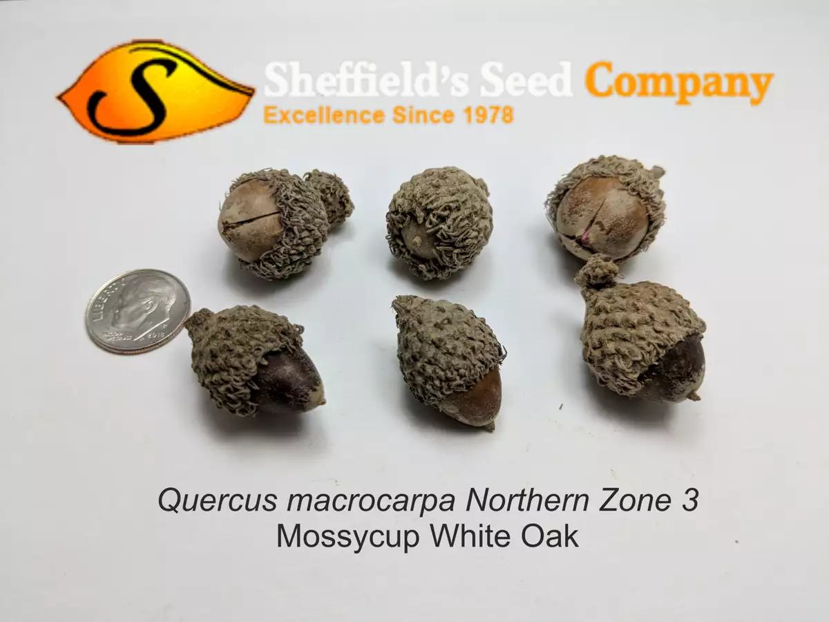 Quercus macrocarpa Northern Zone 3 - Hardwood,Tree,Web page Navigation ...