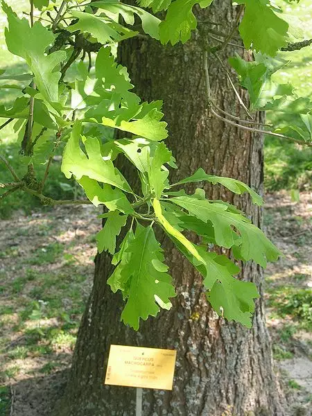 Quercus macrocarpa Northern Zone 3 - Hardwood,Tree,Web page Navigation ...