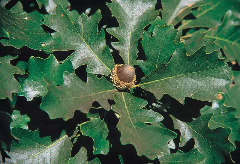 Quercus macrocarpa Northern Zone 3 - Hardwood,Tree,Web page Navigation ...
