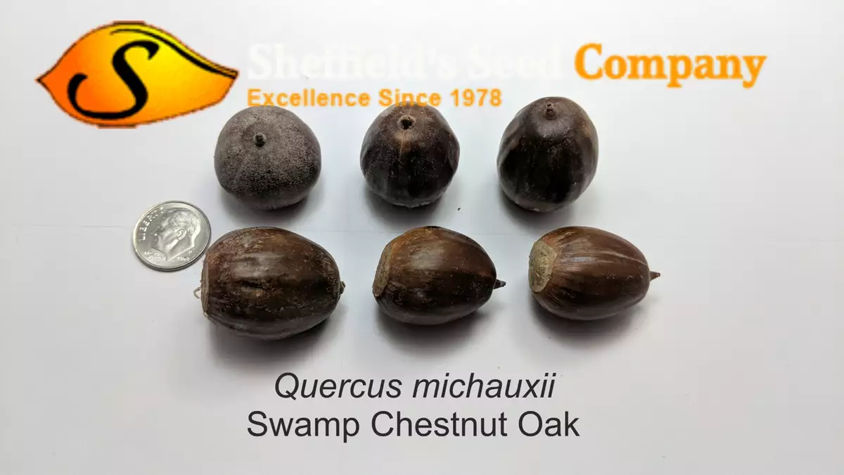 Quercus michauxii - Hardwood - Cow Oak, Swamp Chestnut Oak