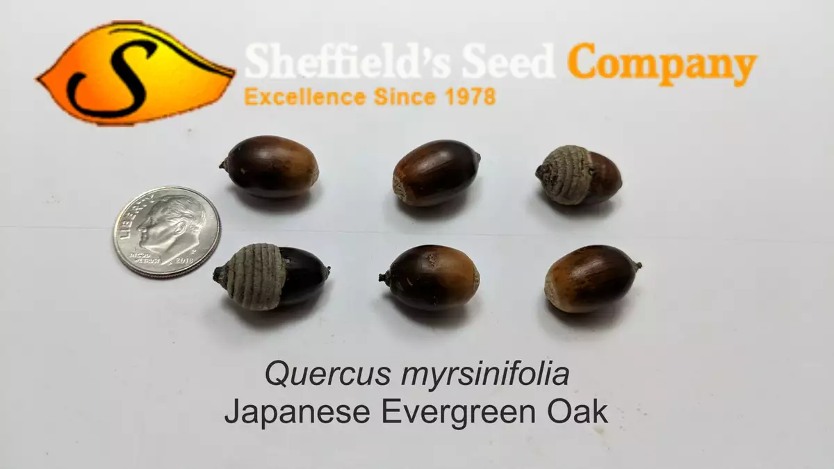 Quercus myrsinifolia - Hardwood - Bamboo-Leaf Oak, Chinese Evergreen Oak