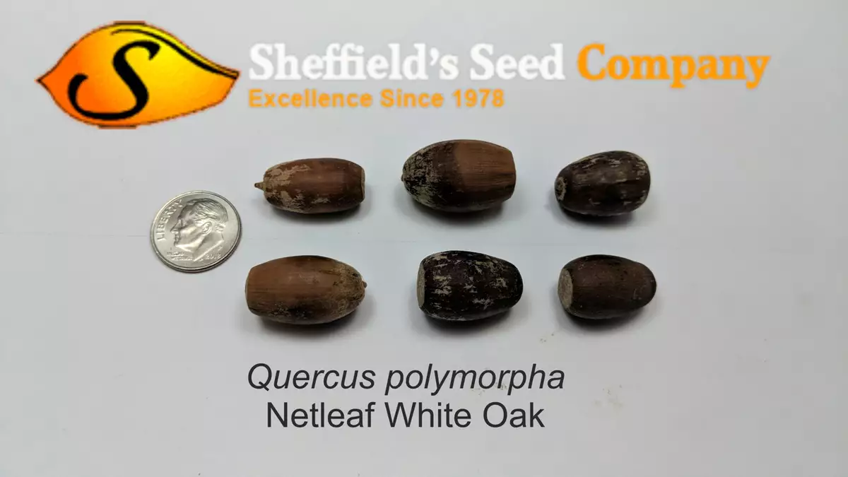 Sheffield's Seed Company