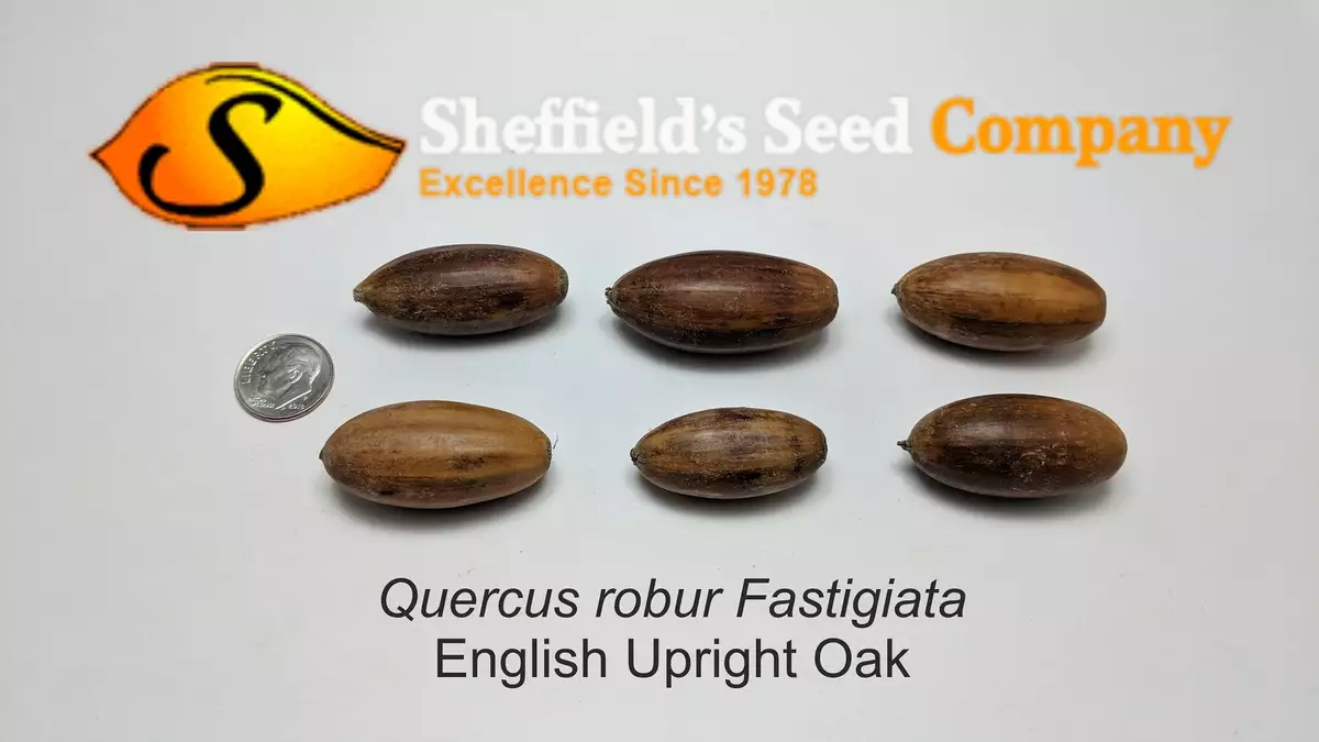 Quercus robur 'Fastigiata' - Hardwood - English Upright Oak, Upright ...