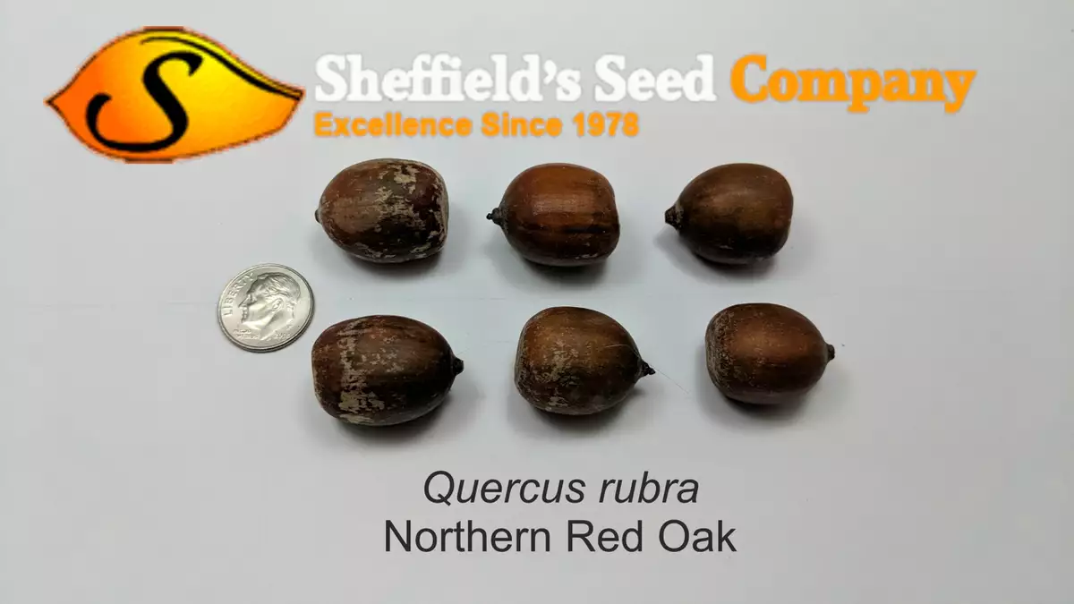 Quercus rubra - Deciduous,Hardwood,Shade Tree - Northern Red Oak